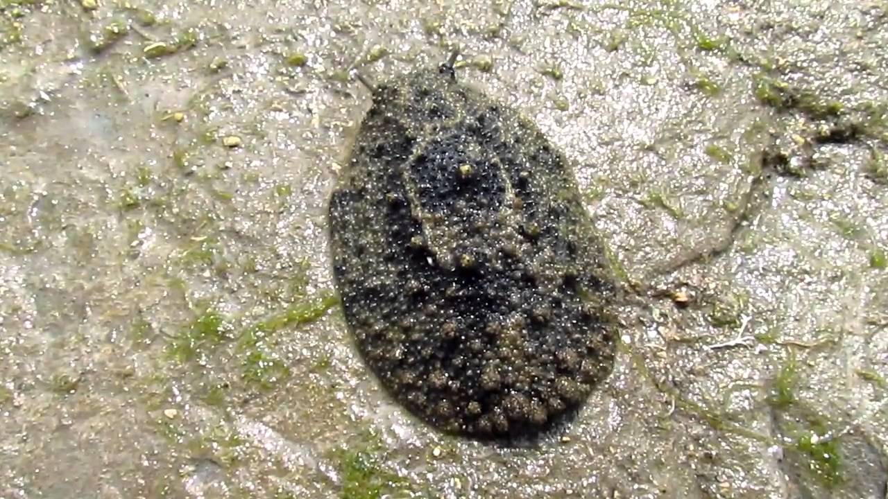 20110410 1341 Onchidium verruculatum石蟥 - YouTube