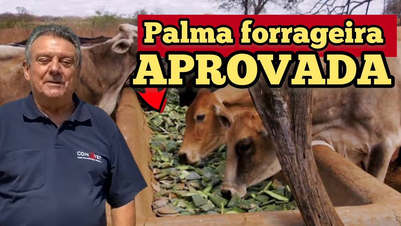 AS VANTAGENS DA PALMA FORRAGEIRA PARA O NORDESTE - YouTube