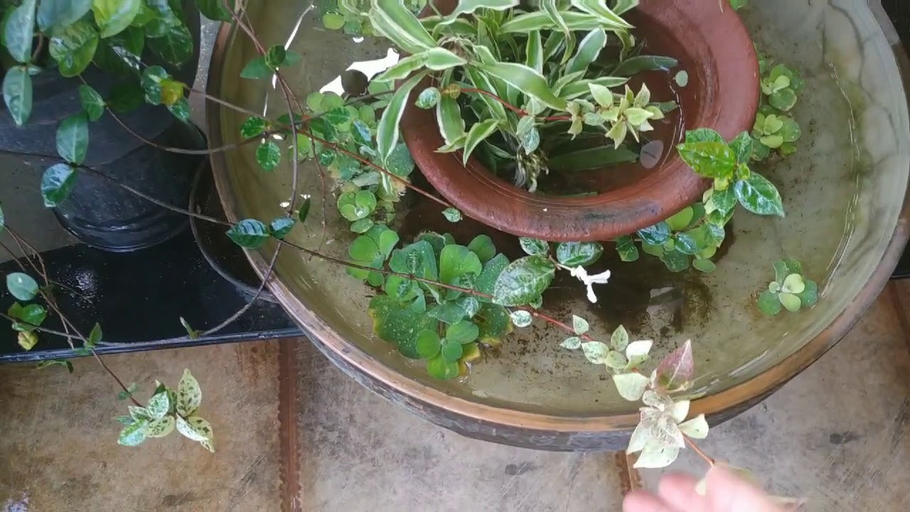 Creeping fig_ ficus pumila_chipkali bel# How to grow n care creeping ...