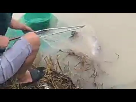 I Finally CAUGHT a Real Life RIVER MONSTER ,Biggest Fish Ever, big fish ...