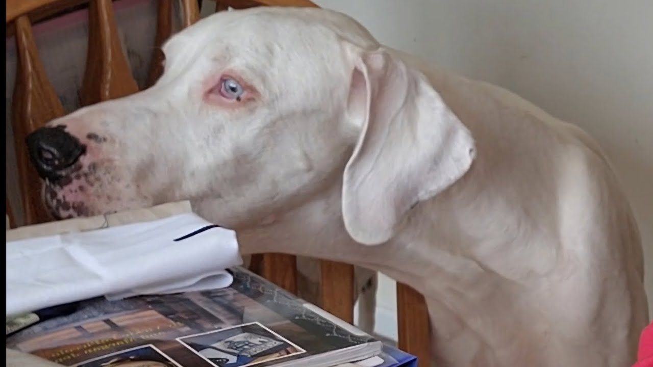 FlossTube #3a - I forgot the haul and a guest appearance - YouTube