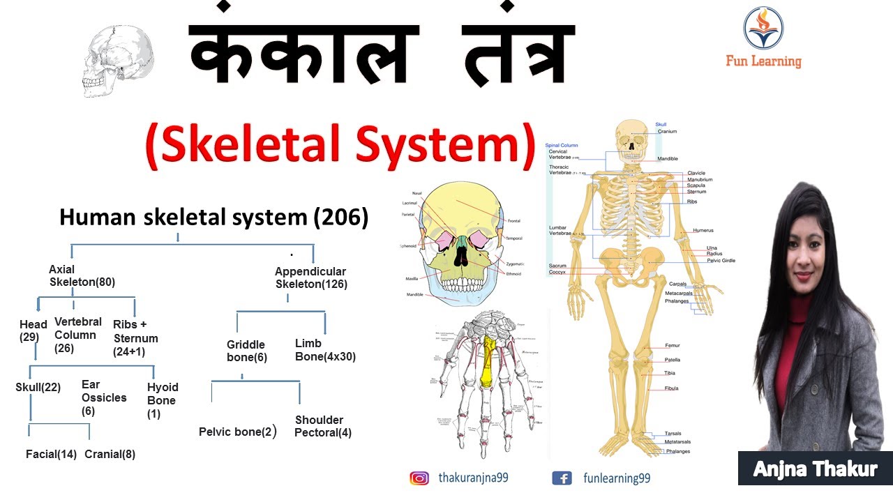  Human Skeletal System In Hindi How Many Bones Are In