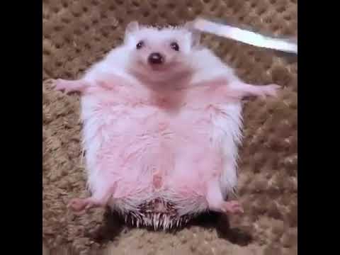 Puerco espín bebe 😍 - YouTube