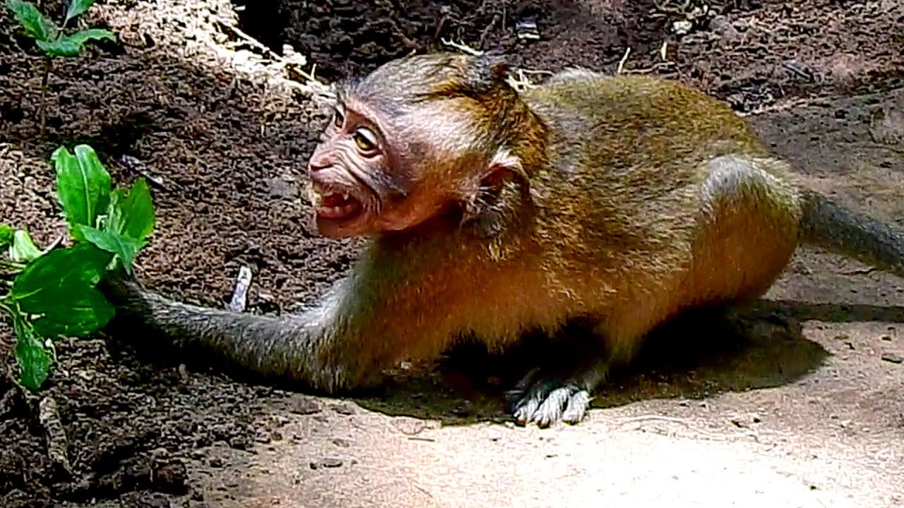 The baby monkey is safe sleeping on ground away mother monkey denied ...