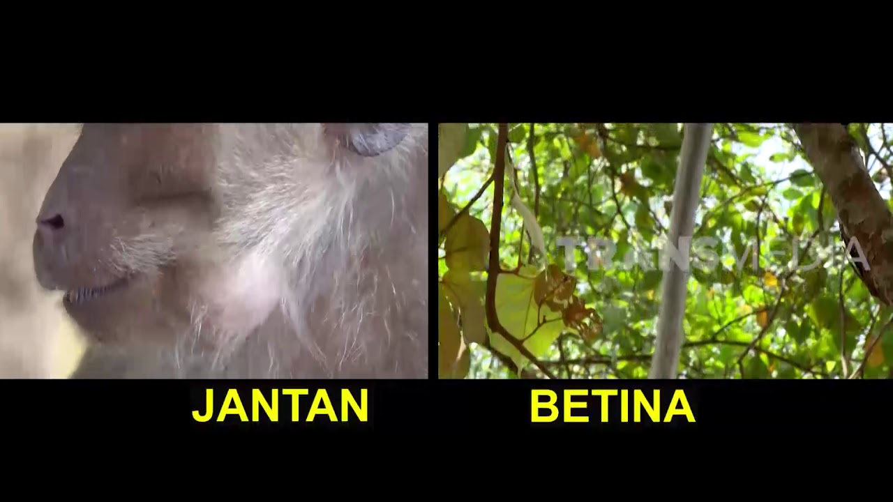 Unik Banget Ini Perbedaan Monyet Betina Dan Jantan Si Otan Youtube