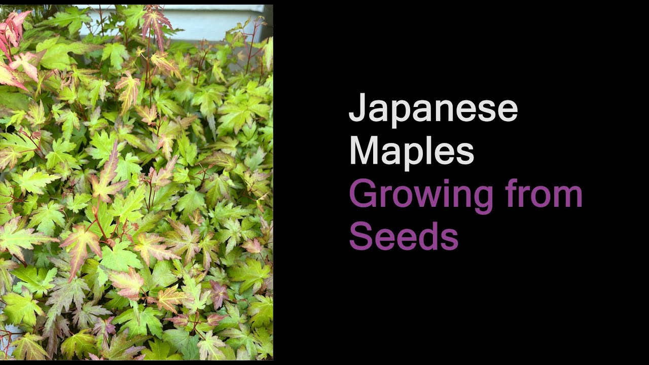 Japanese Maples - Planting Seeds - YouTube