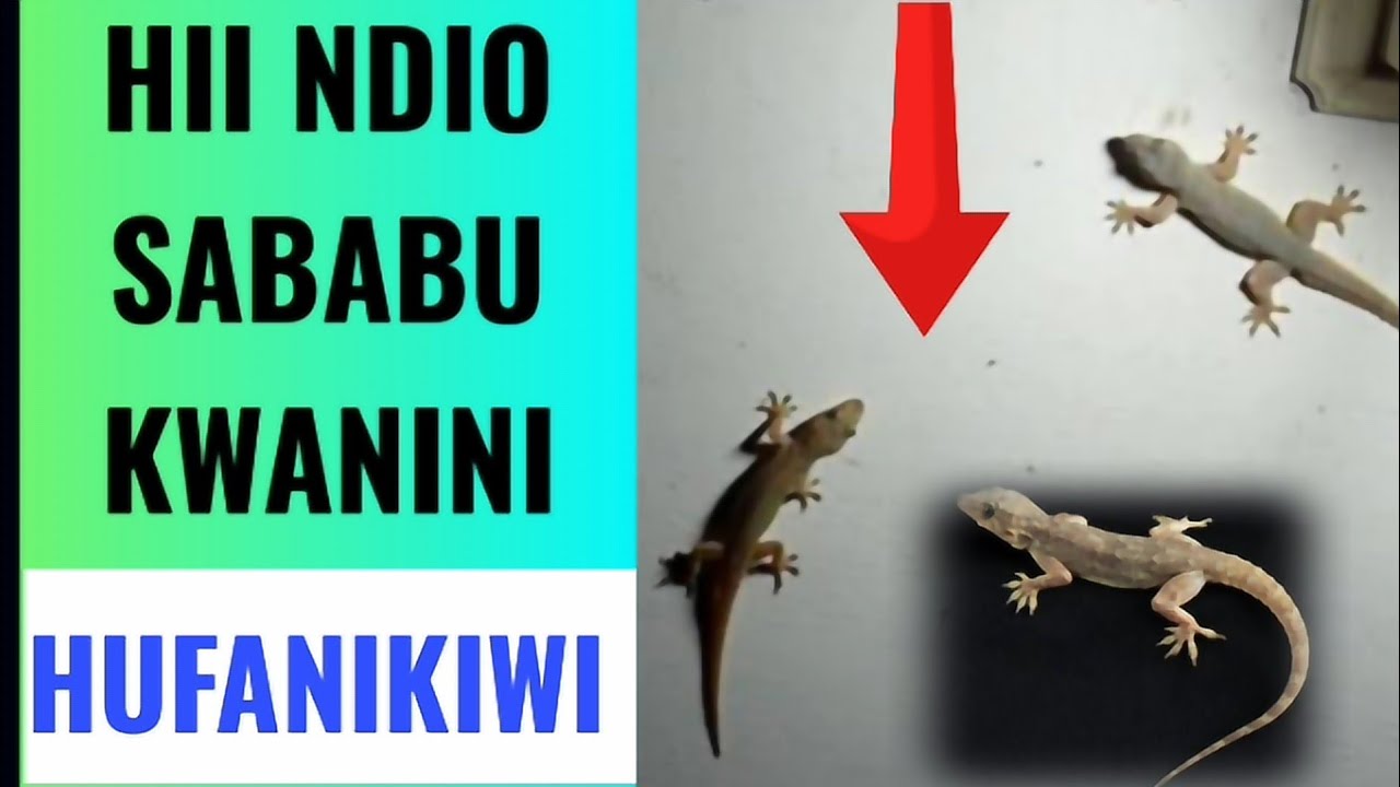 UKIONA MIJUSI ndani ya nyumba fanya Haya haraka kabla MABAYA ...