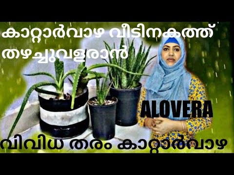 How to grow Alovera plant at home/Indoor&Outdoor plant/How to grow ...