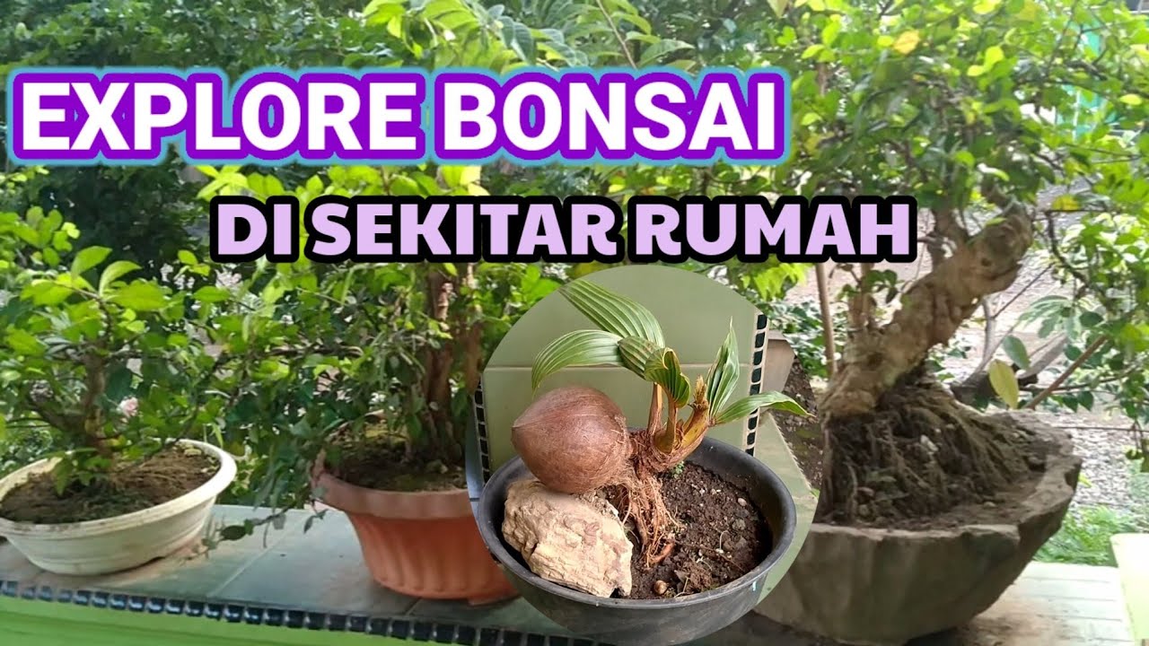 REVIEW BONSAI DAN TANAMAN HALAMAN RUMAH @wanhouse1985 - YouTube