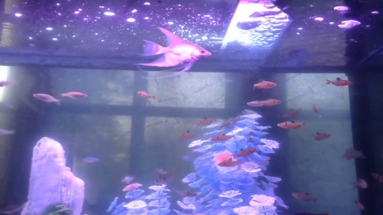 Zlati koi krap na kmetiji yumi koi 90cm - YouTube