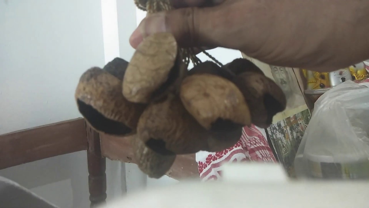 Pangi Shell Shaker, or Seed Pod Shaker for 2020 Rongali Bihu Songs ...