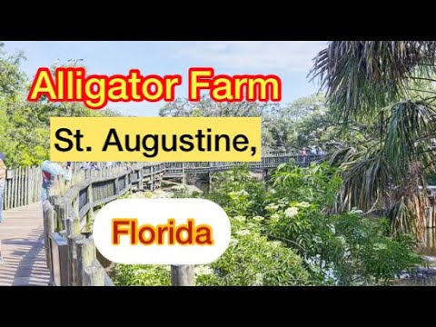 ST. AUGUSTINE ALLIGATOR FARM TOUR + SWIMMING & FEEDING TIME ZOOLOGICAL ...