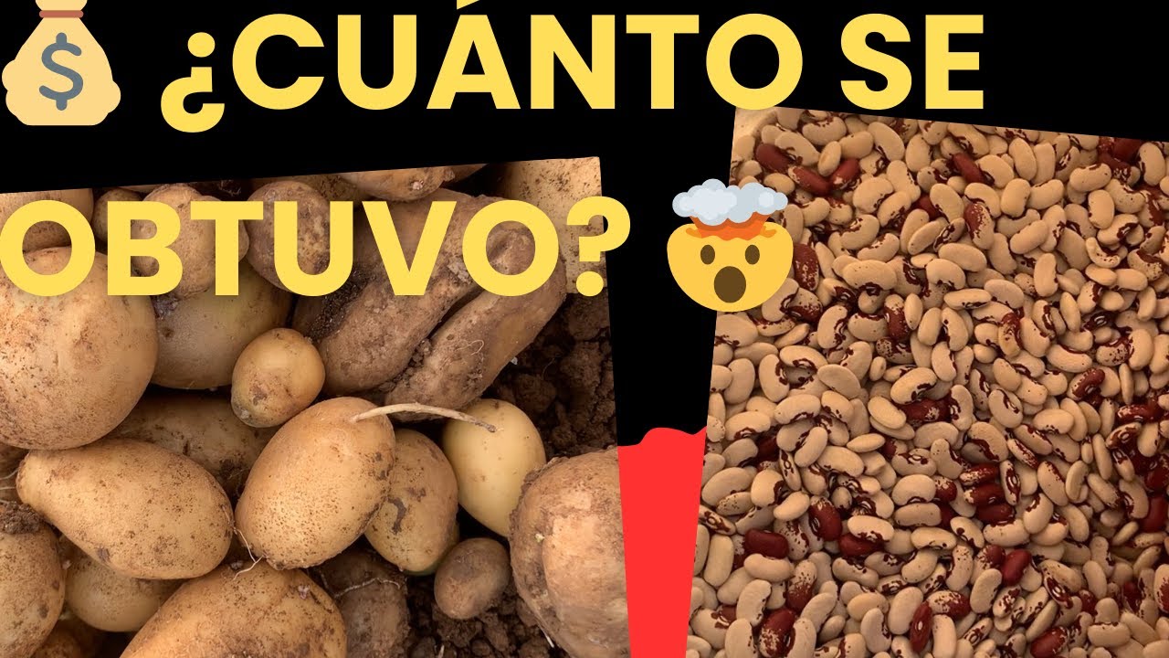 🔥INCREÍBLE COSECHA de frijol y papa juntos: ¡Mira cuánta producción! 🥔🌱 ...