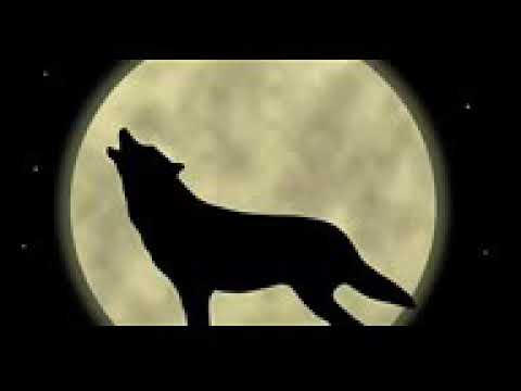 Wolf sounds - YouTube