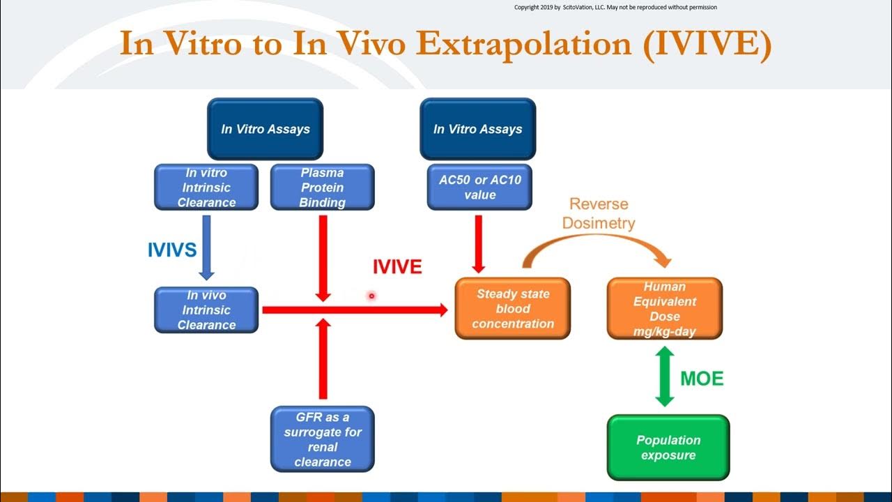 Use of PBPK Modeling in In Vitro to In Vivo Extrapolation (IVIVE) - YouTube