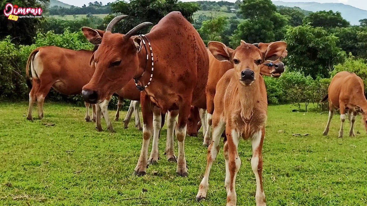 Banyak sapi di bukit untir ketimis SUMBAWA BESAR - YouTube
