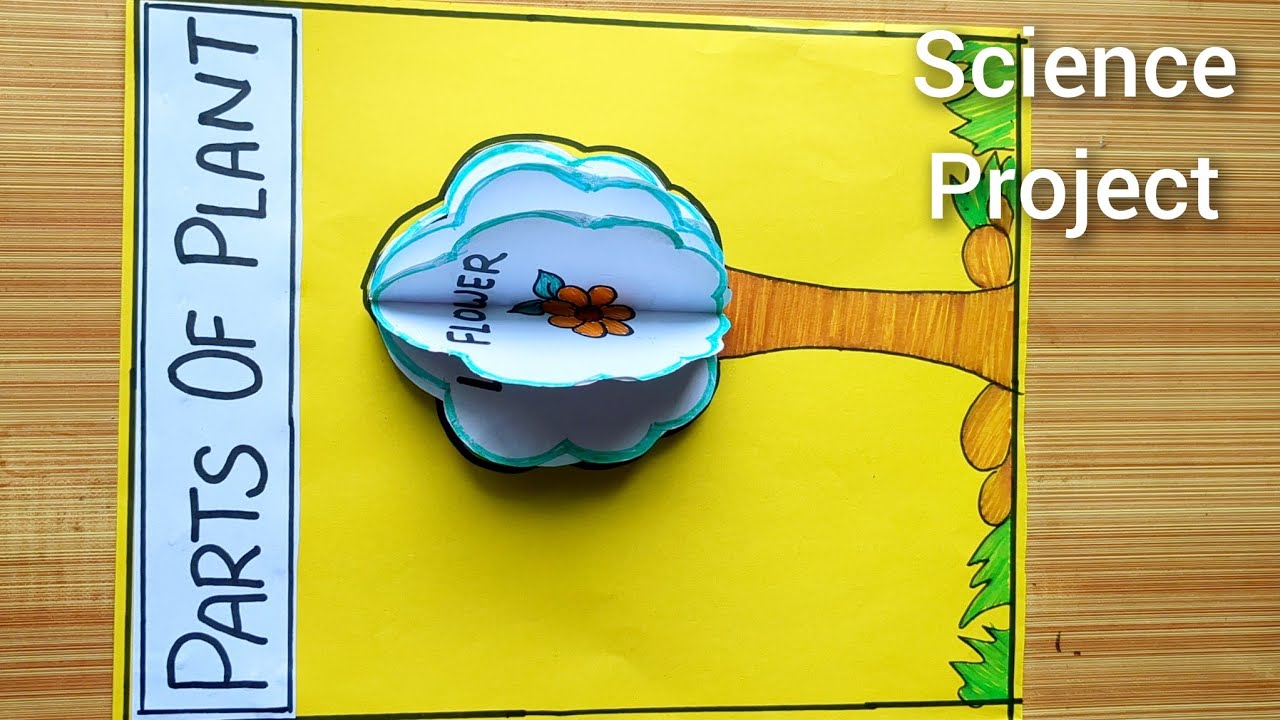 parts of plant / school project / science project / tlm for class 6 and ...
