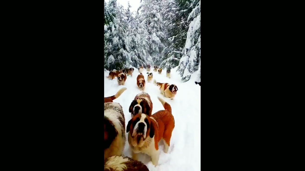 કૂતરો-cute snow dogs-Diesel, Mack, Sniff, Yodel, Scooper, Duchess and ...
