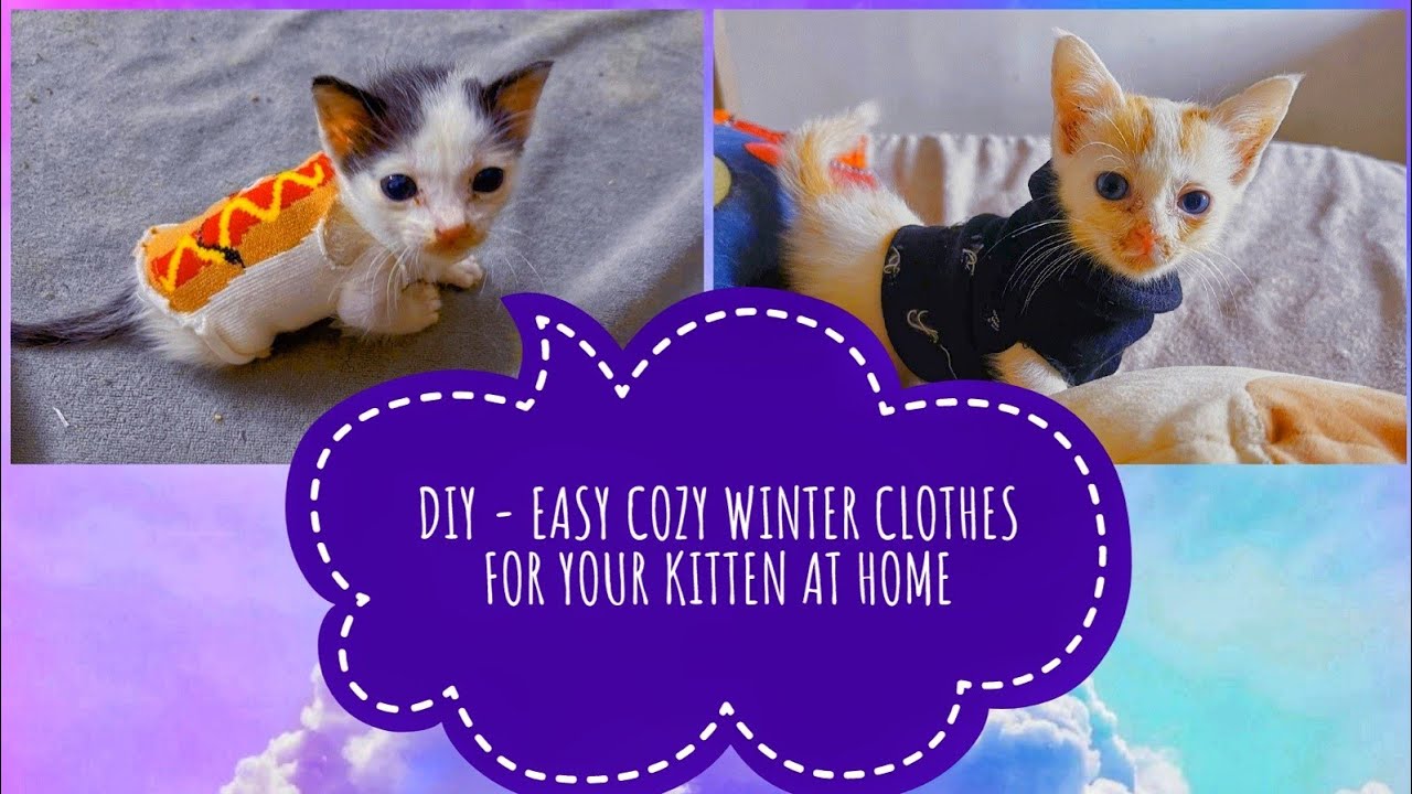 DIY- HOW TO MAKE WINTER CLOTHES FOR YOUR KITTEN & CAT AT HOME 😻 ...
