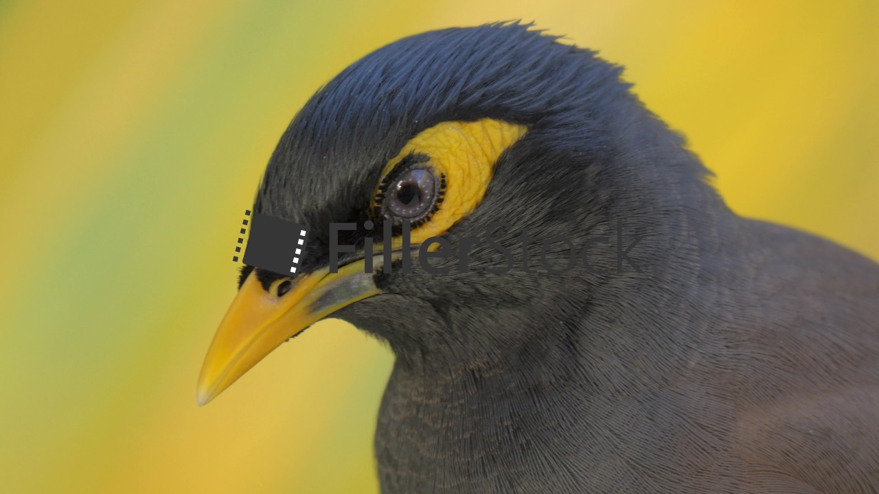 Black and yellow mynah bird - YouTube