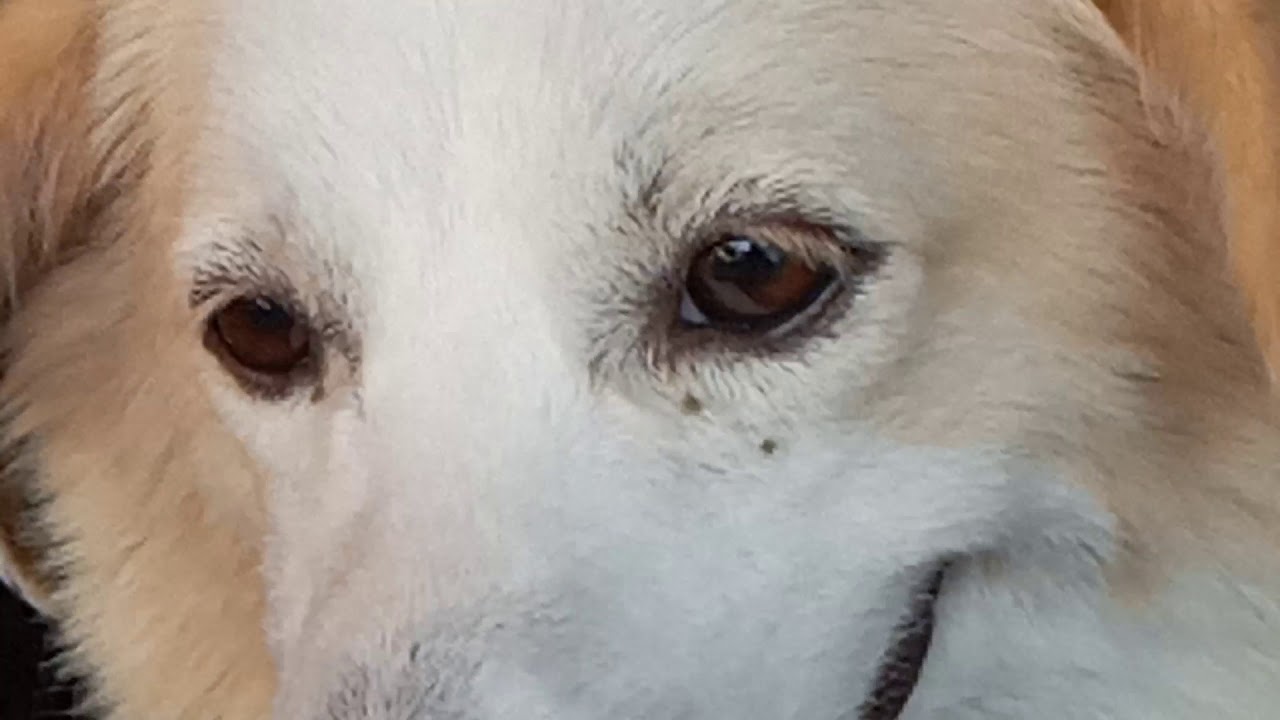 Real footage of scp 1108 ojec class:safe - YouTube