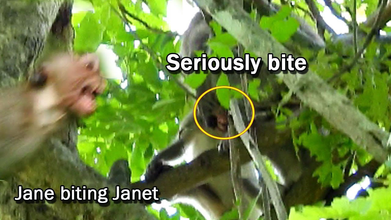 Unbelievable!Jane cruell biting Janet by angry Cos Janet disturb & ask ...