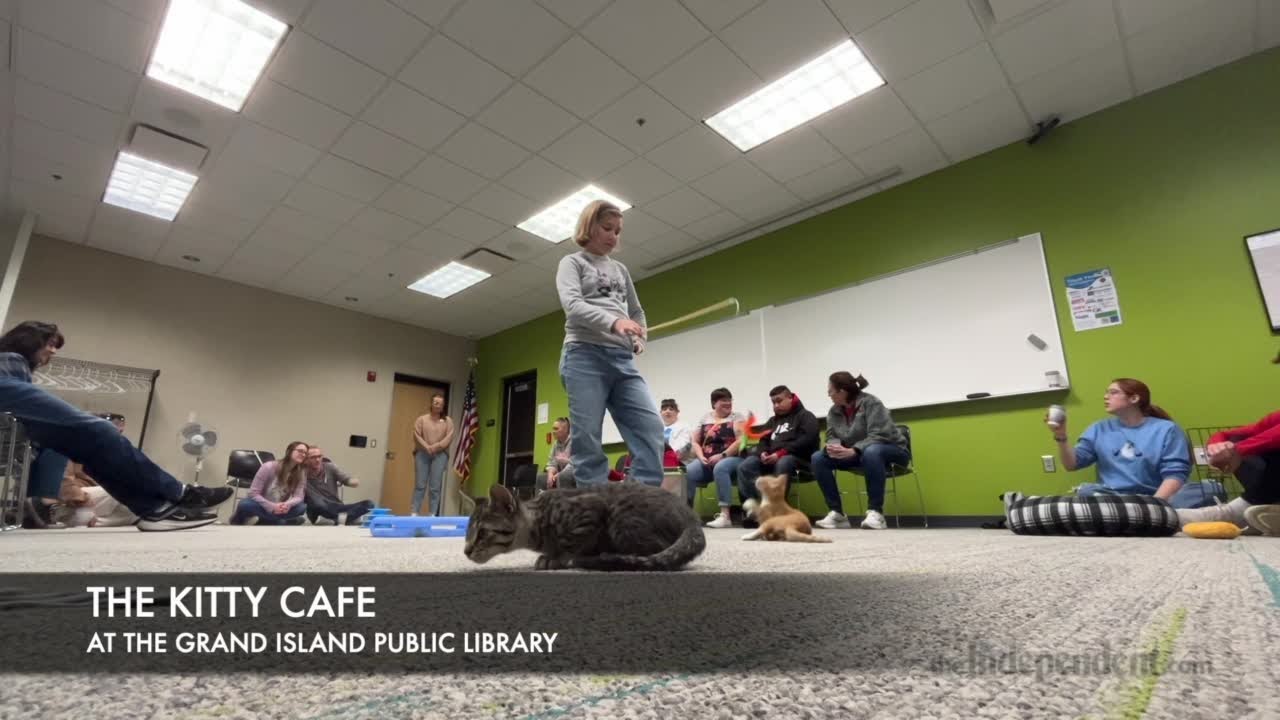 Welcome to the Kitty Cafe - YouTube