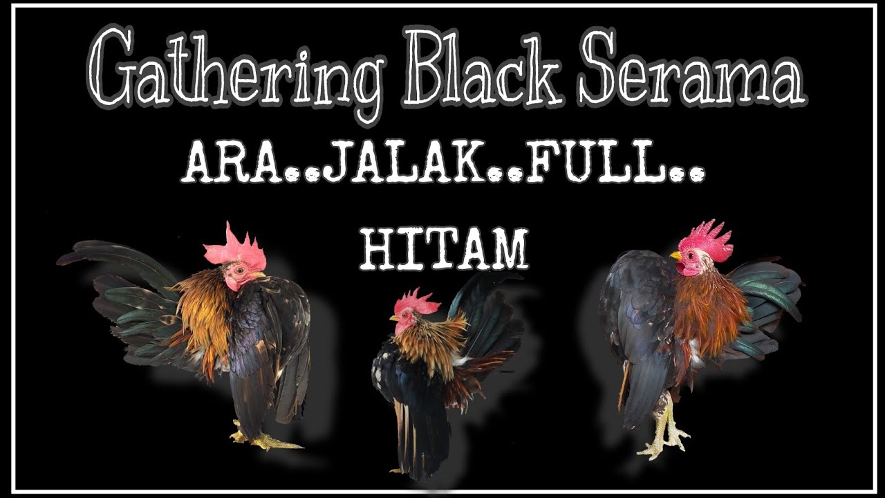 Gathering Black Serama / Serama Hitam 😂😂 - YouTube