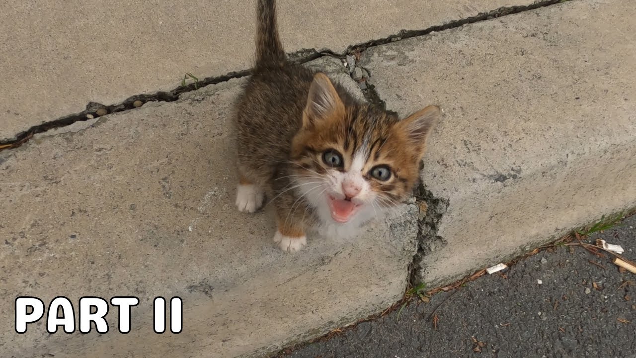 Rescuing a Helpless Kitten from the Cold Streets - Whole Story - YouTube
