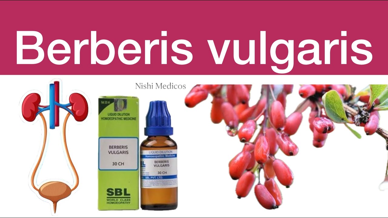 Homoeopathy medicine | Berberis vulgaris - YouTube