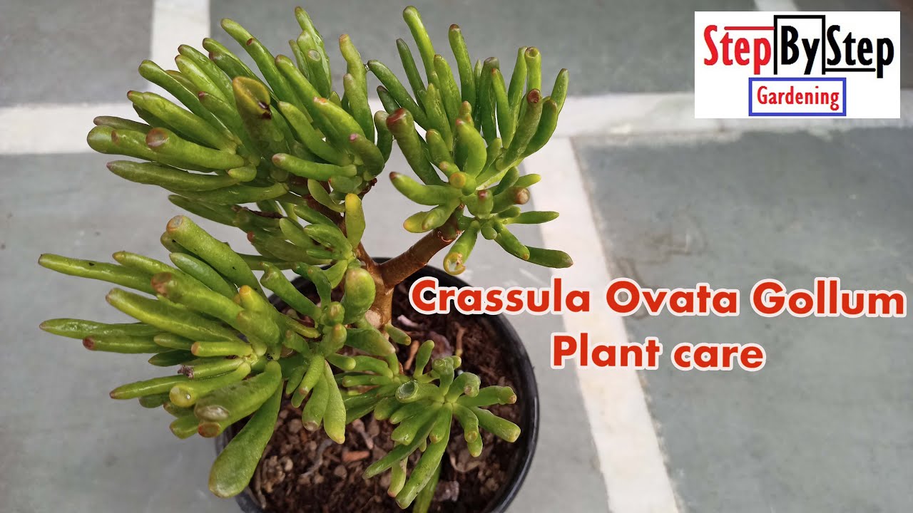 How to grow and care Crassula Ovata Gollum plant/Gollum Jade plant ...
