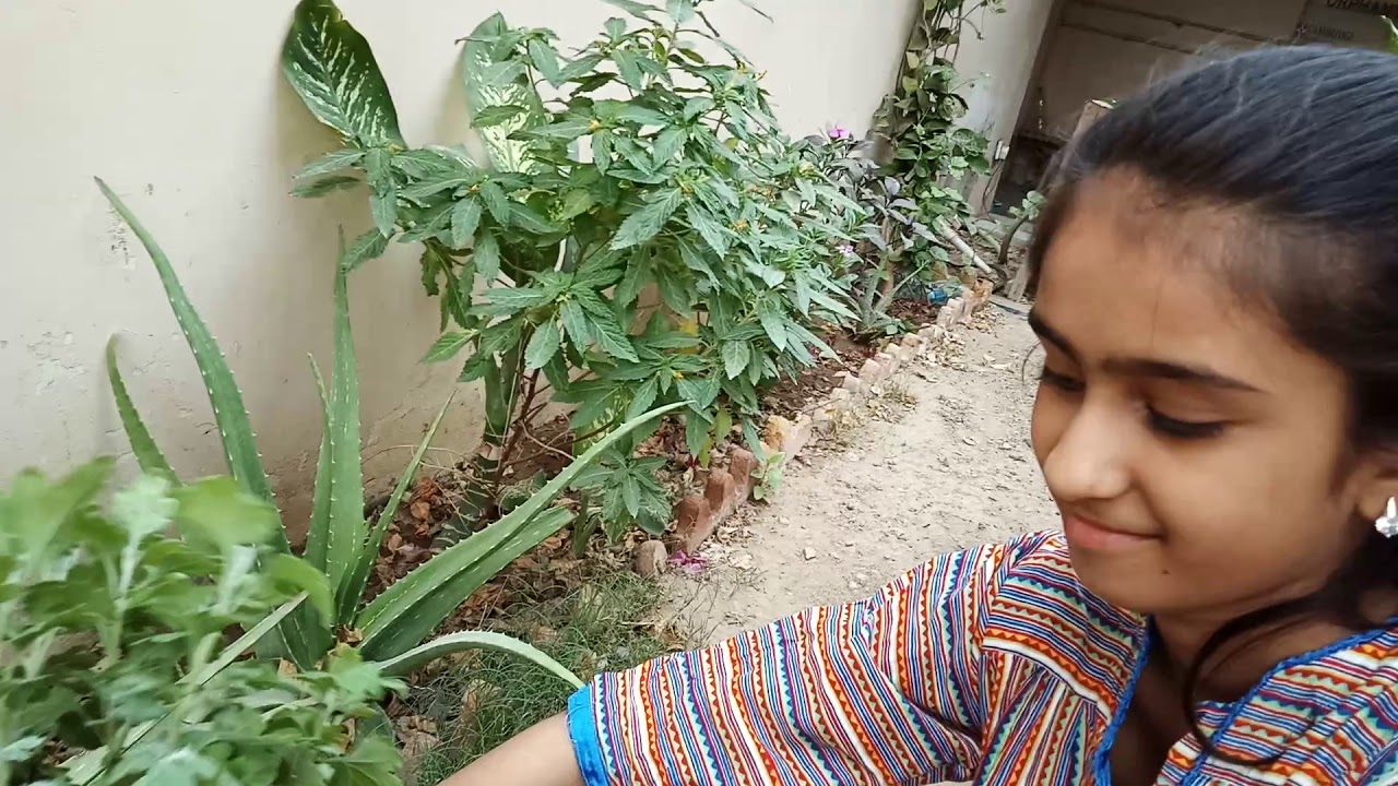 Chrysanthemum Plant /Gul E Daudi Winter Flowers - YouTube