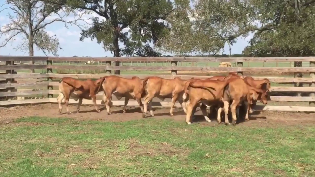 Broken Triangle Cattle: Spring 2018 Heifers For Sale - YouTube