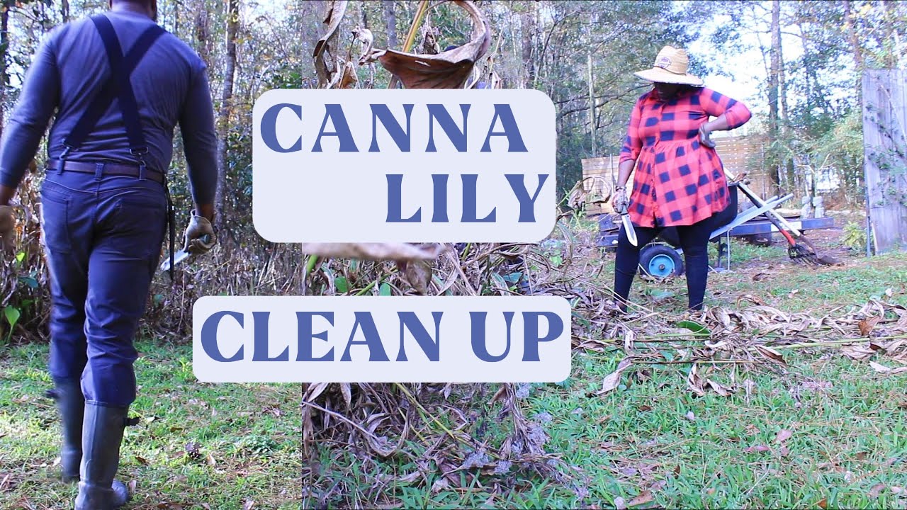 Fall Clean up in the Home Gardens | Cutting hundreds of Canna Lilies ...