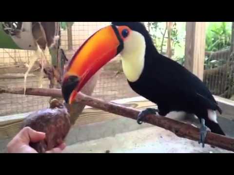 Toco Toucan Pecks Potato - YouTube