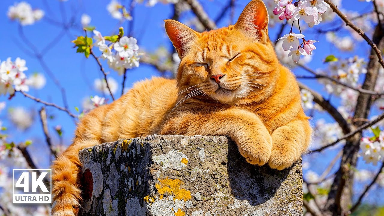 EXTREMELY Relaxing Cat Music Playlist - Have the Most Relaxed Cat, Cat ...