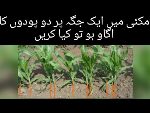 what is the solution of twin emerge maize plants - YouTube