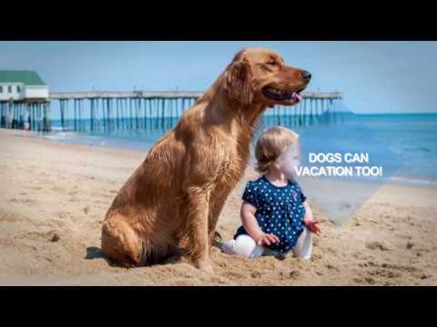 2018: Year of the Dog | Outer Banks Pet Friendly Rentals | Beach Realty NC