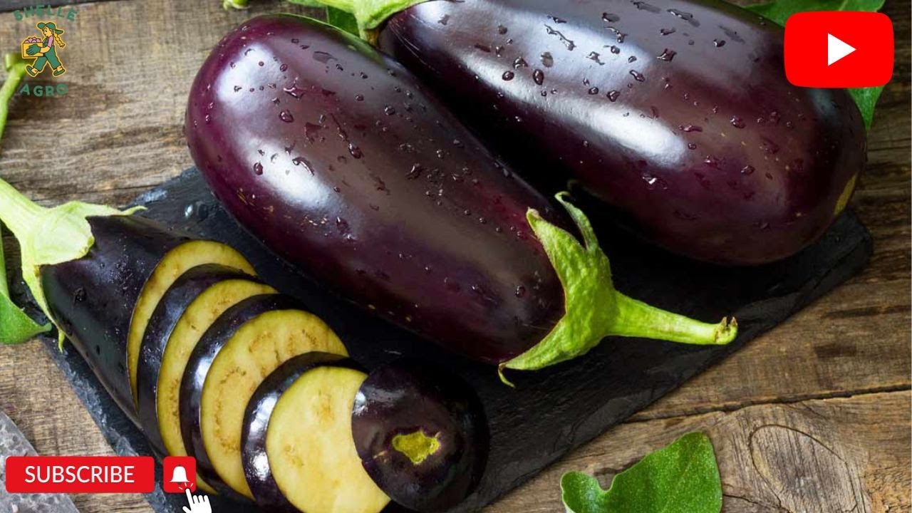 Production Technology OF Brinjal/How To Grow Brinjal/Cultivation OF ...