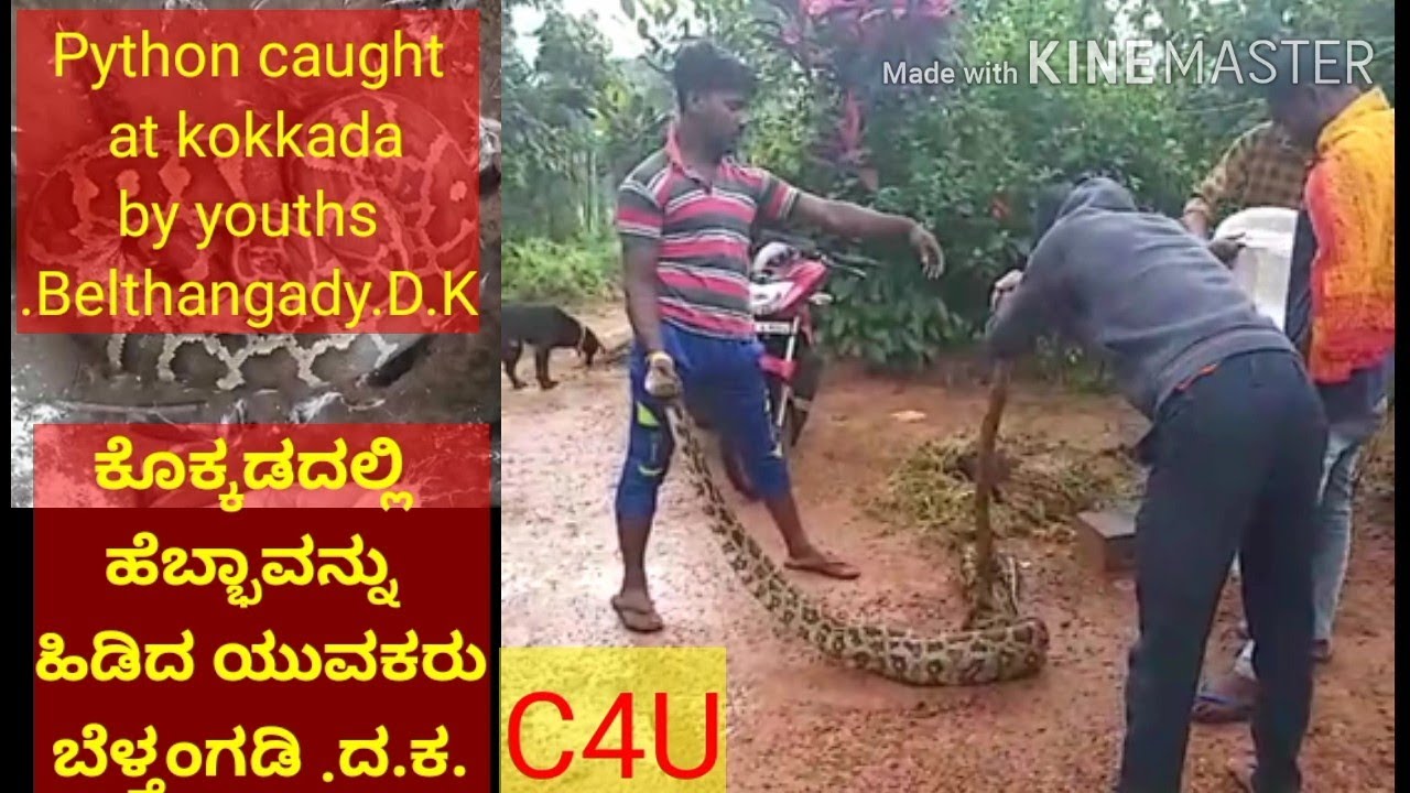 Python caught, python caught at kokkada,youths caught python ...