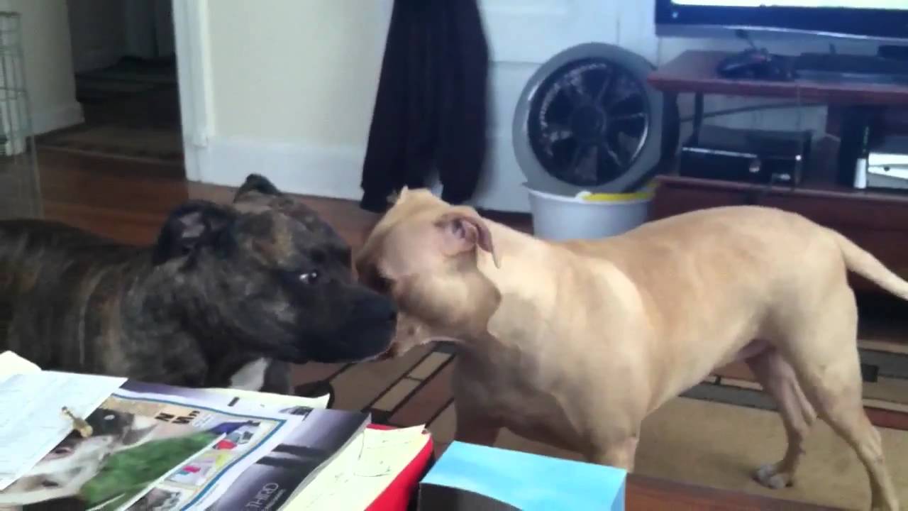 Pitbull dancing - YouTube