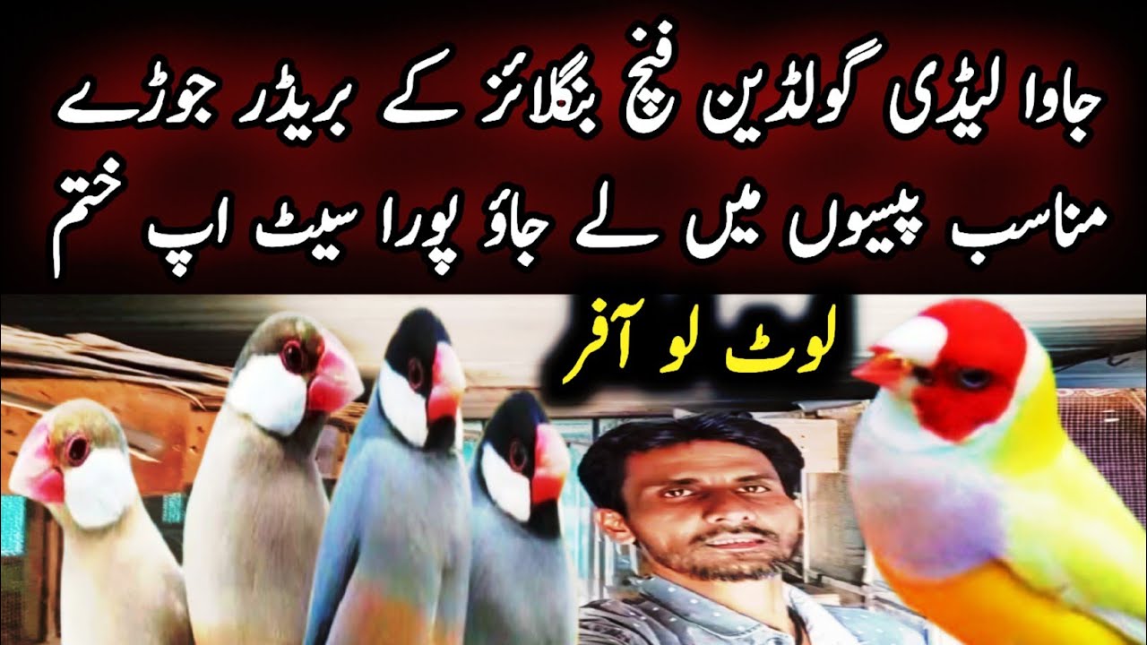 Java Sparrow Lady Gouldian Finches Breeding Setup In Karachi|Bird Setup ...