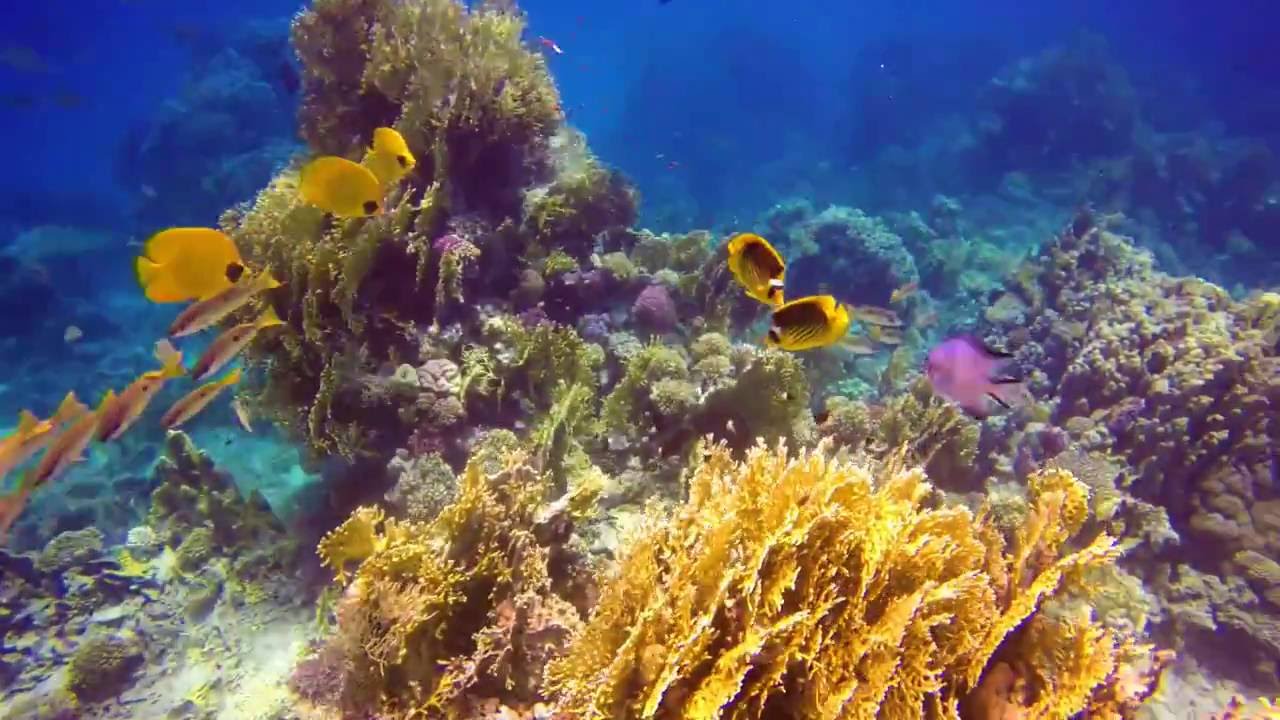 Marsa Shagra - Red Sea Diving Safari camp - YouTube
