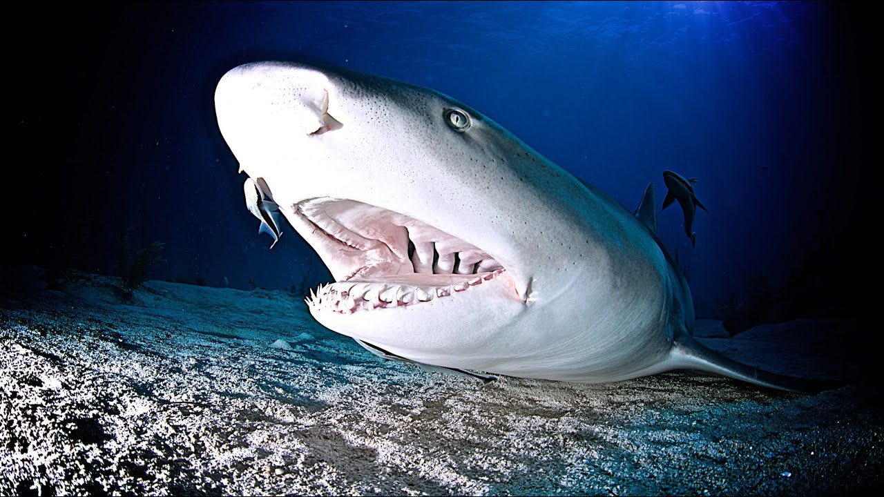 Lemon Shark Diving Atlantic Ocean - YouTube