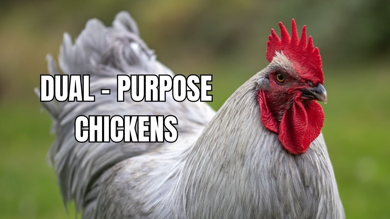 Top 10 Dual-Purpose Chicken Breeds for Meat and Eggs | Chicken Farming ...