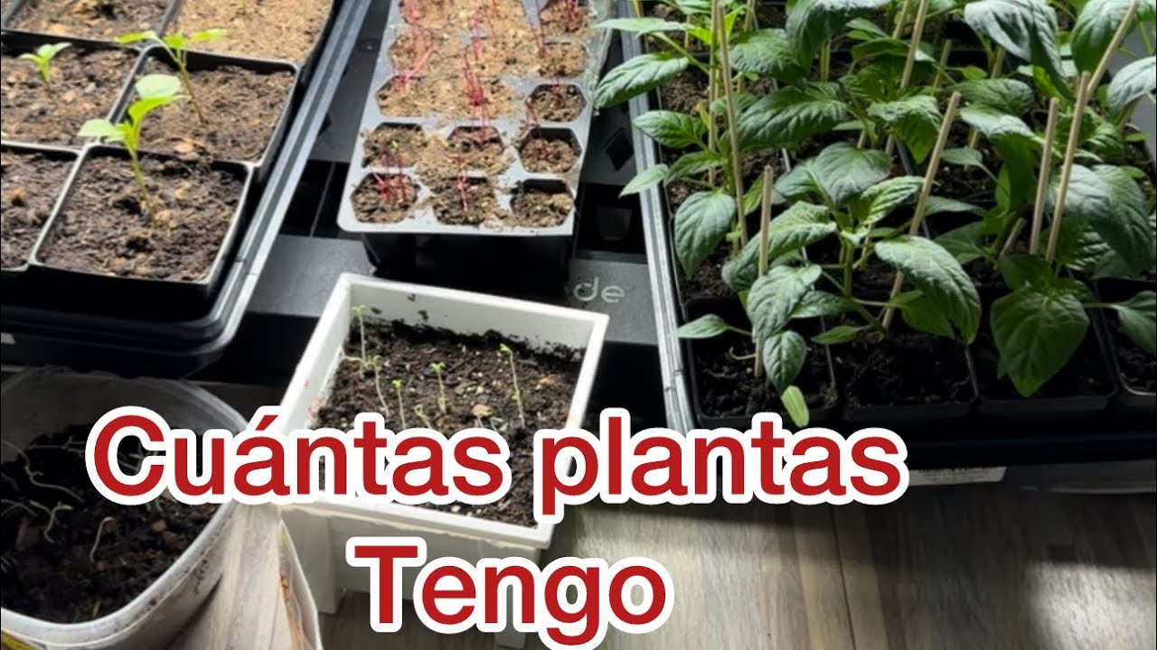 Cuántas plantas tengo germinando #garden #reels - YouTube