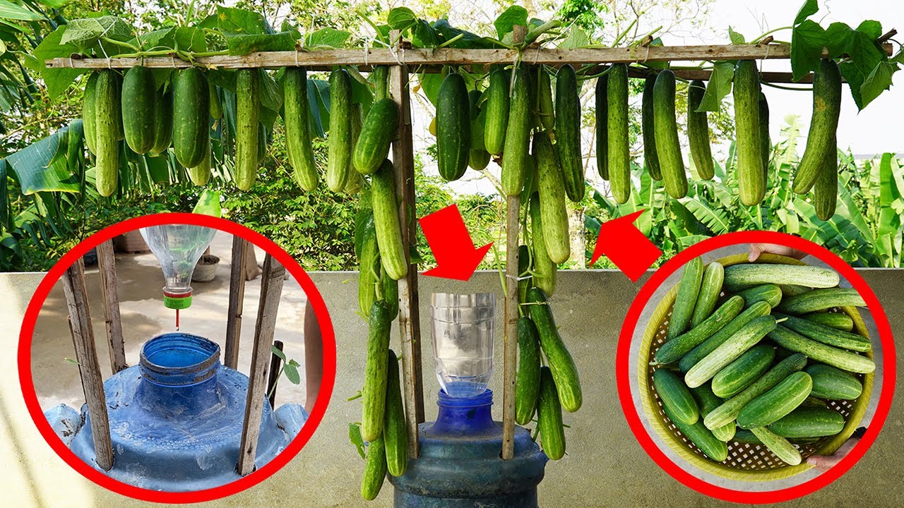 The Secret To Growing Cucumbers Easily At Home - YouTube