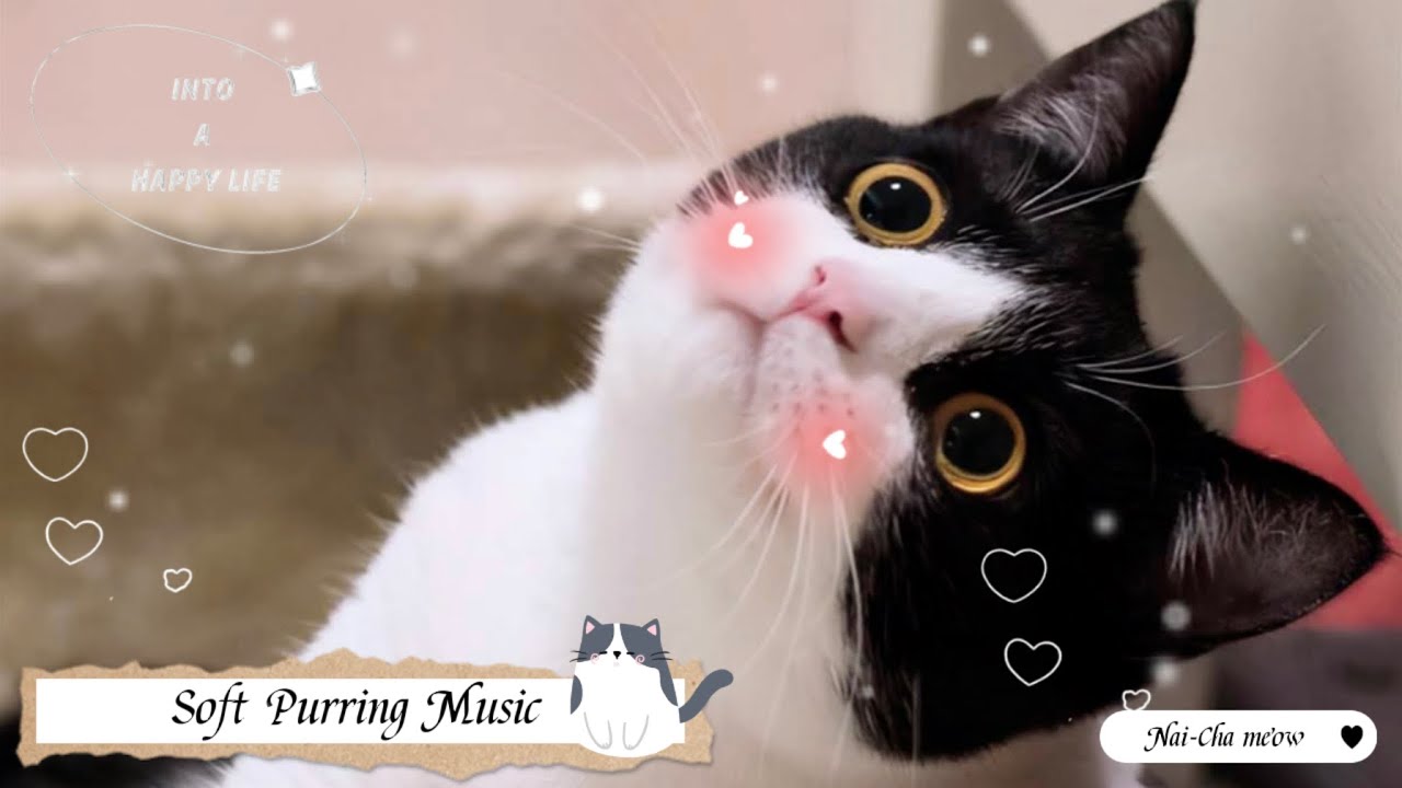 Soft purring music for your pets (😻with lovely cat purring and meowing ...