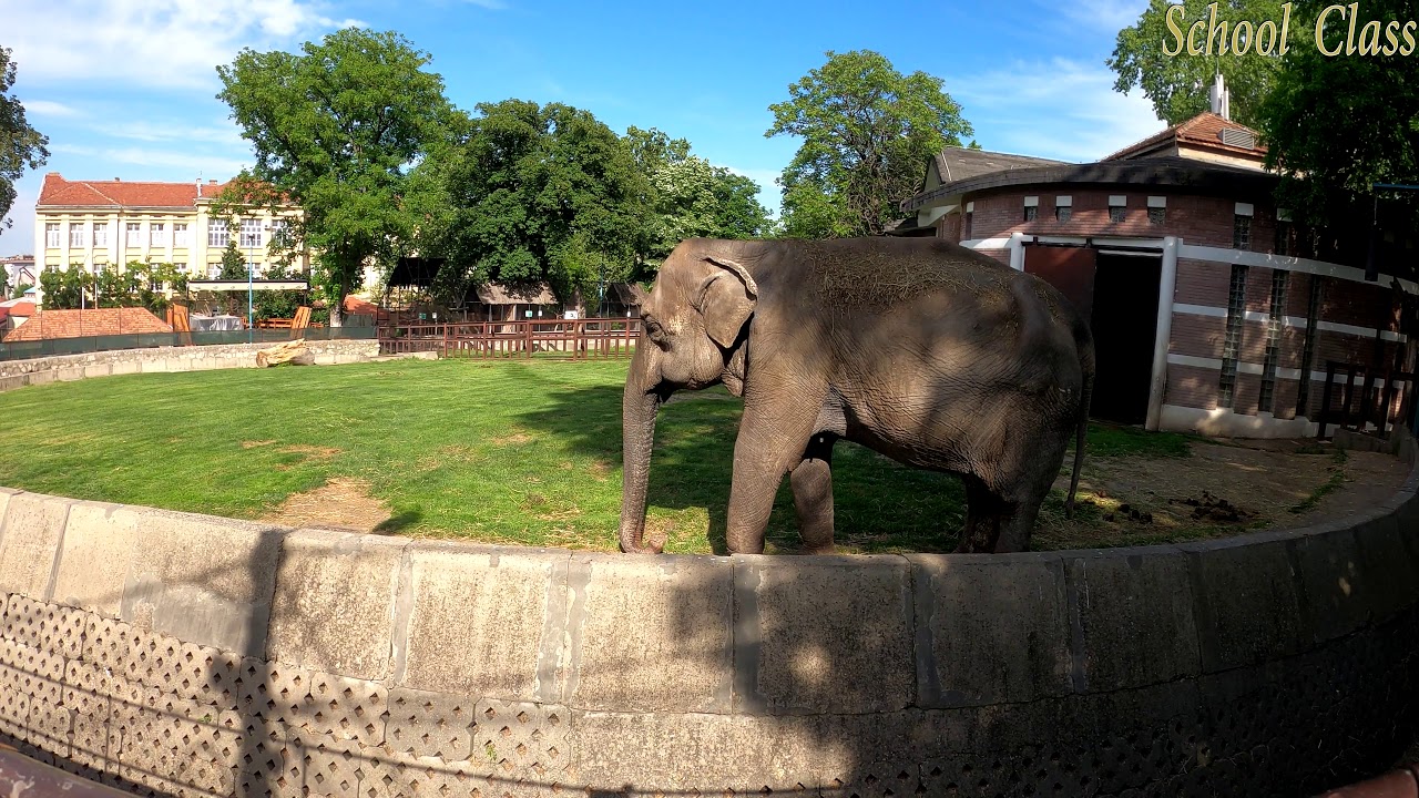 Walking Through Belgrade Belgrade Zoo 4K 2160p 60 fps part 05 - YouTube