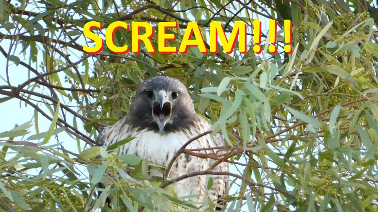 Red tailed Hawk SCREAM [No Narration] - YouTube